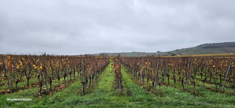 Pinot Noir & Pinot Wine Tour to Baden-Württemberg