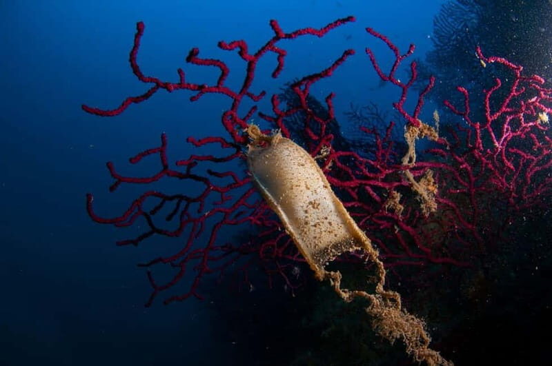 Porto Santo Stefano: Scuba Diving Boat Trip with Lunch - Why This Experience Is Worth Considering