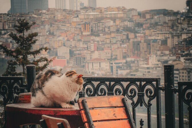 Private Istanbul Highlights Tour: 1, 2, or 3-Day Options