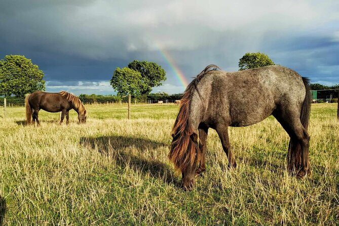Private Miniature Horse Walking near Lincoln