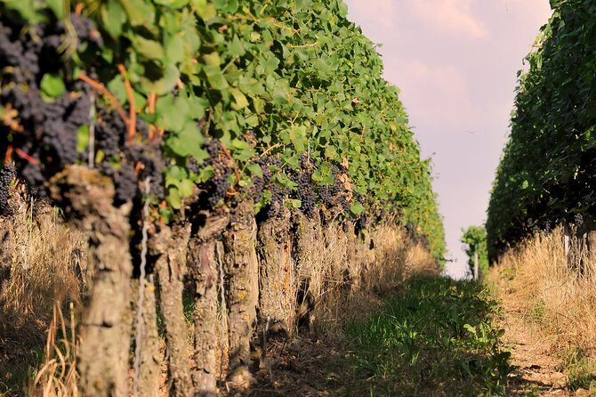 Private: Outdoor Escape Game Tuniberg: Eduardo & the Wine Secret - What to Expect During the Tour