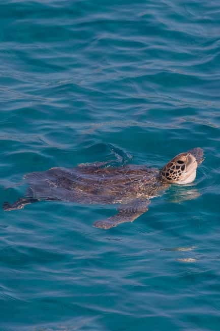 Protaras:Cape Greco, Turtle Cove & Blue Lagoon Sunset Cruise