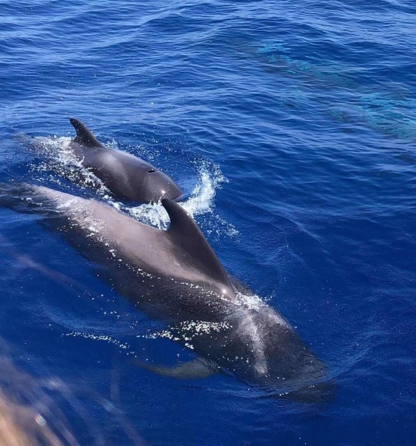 Puerto Colon: Whale and Dolphin Watching Yacht Trip - Who Will Love This Tour?