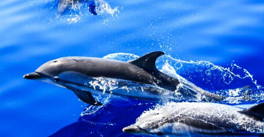 Puerto del Carmen: Dolphin-Watching Speedboat Tour with Swim