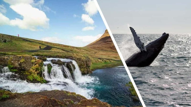 Reykjavik: Snæfellsnes Peninsula & Whale Watching Tour