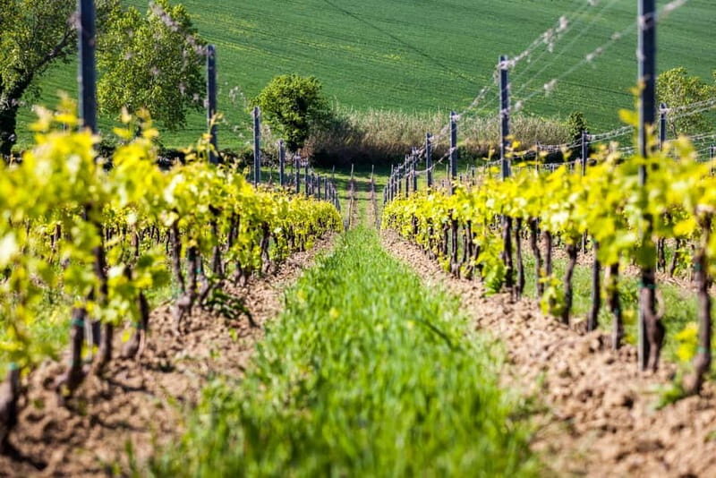 Rimini: San Valentino DOC Wine Tastings - Exploring the Vineyards and Cellar