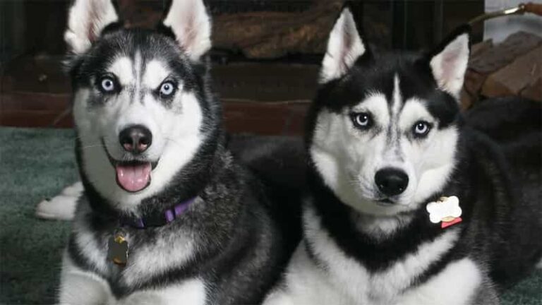 Rovaniemi: Family Friendly Husky Ride and Farm Visit - Practical Tips & Considerations