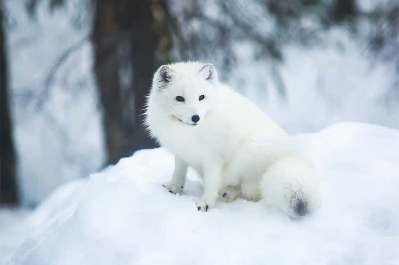 Rovaniemi: Full-Day Highlights Tour with Buffet Lunch