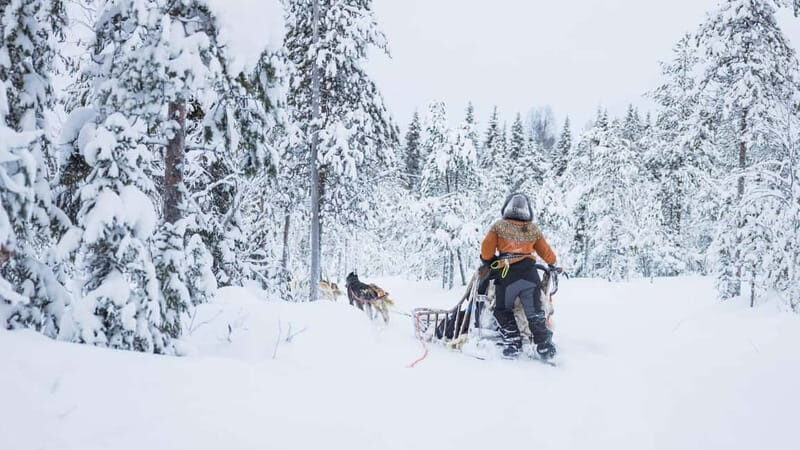 Rovaniemi: Husky & Reindeer Experience with Snowmobile Ride