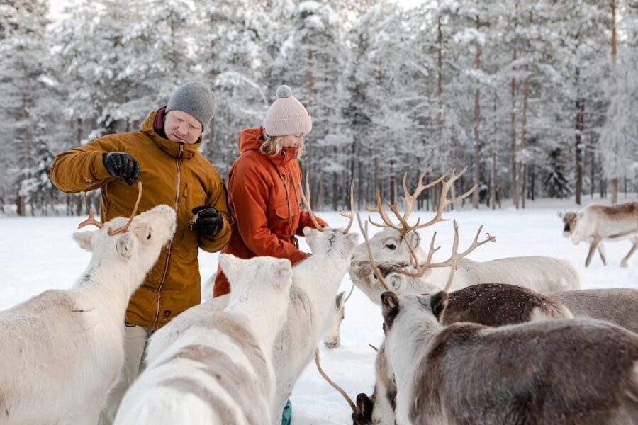 Rovaniemi: Reindeer Farm Visit and Sleigh Ride with transfer