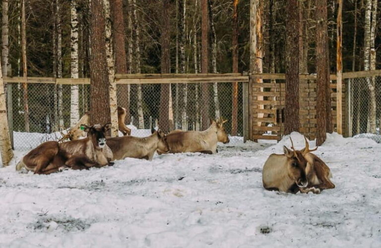 Rovaniemi: Trip to Ranua Zoo with Tickets - A Scenic Journey Through Lapland
