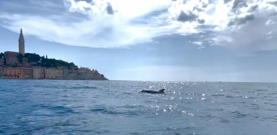 Rovinj: BUBA SUNSET KAYAK, snorkeling&driknks incuded