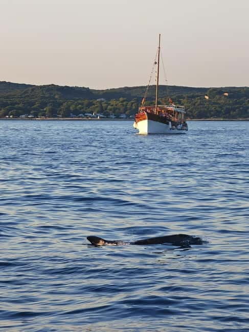 Rovinj: Fish picnic with sunset and dolphin watching