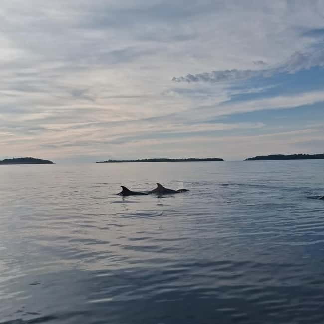 Rovinj: Shared Dolphin and Sunset Tour with Drinks
