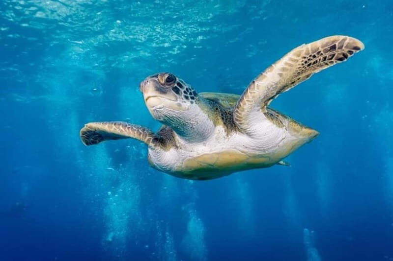 S. Tenerife: Exciting Boat Dive for Beginners to Turtle Bay