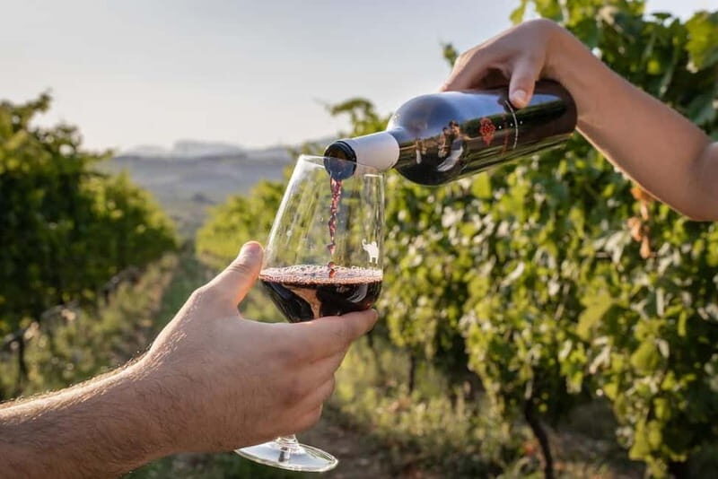 Salerno: Wine Tasting with Vineyard and Olive Grove Visit