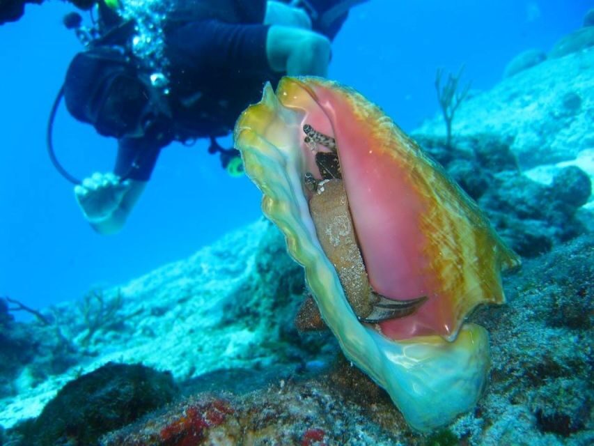 San Domino, Tremiti: try scuba, first diving experience