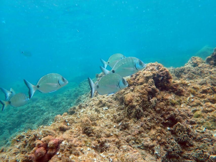 Santa Pola: 3-Hour Scuba Diving near Tabarca