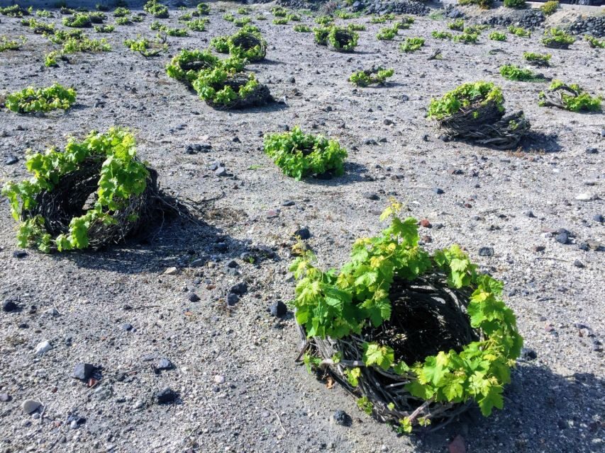 Santorini: Guided Tour to 3 Wineries with Wine Tastings