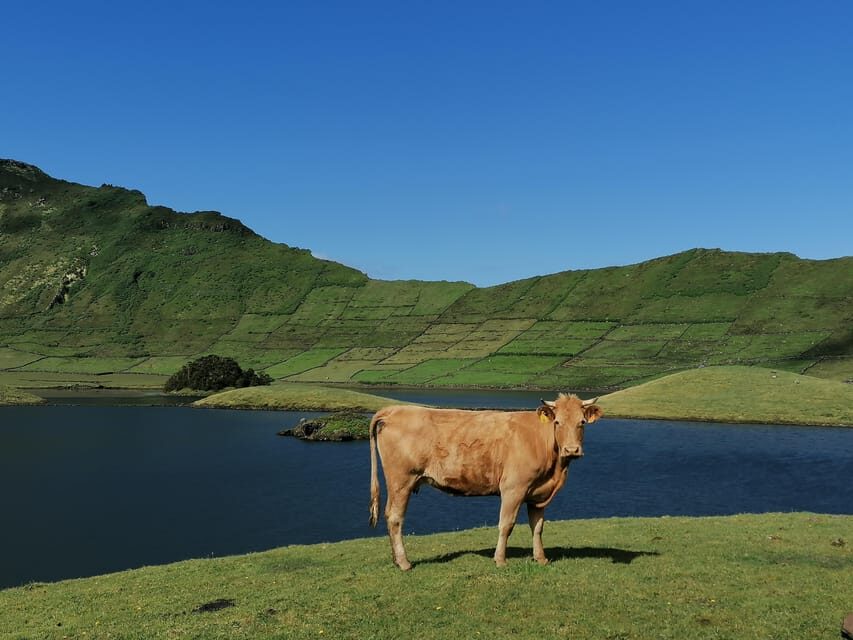 Sao Jorge Cheese Tour - Half day