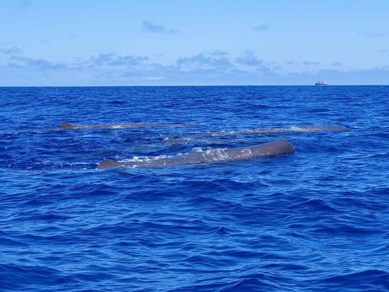 São Miguel, Azores: Whale and Dolphin Watching Tour