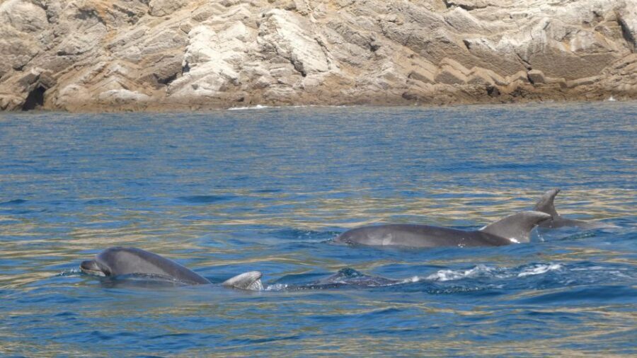 Sesimbra: Arrábida Dolphin Watching Boat Tour with Biologist