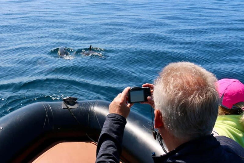 Sesimbra: Dolphin watching with marine biologist