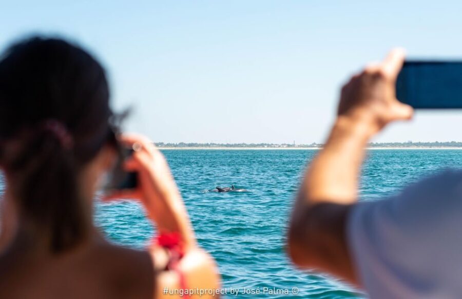 Setúbal: Dolphin Watching Boat Tour