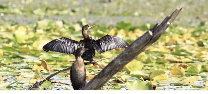 Skadar Lake: Induvidual boat tour with guide - Exploring Skadar Lake: An In-Depth Look