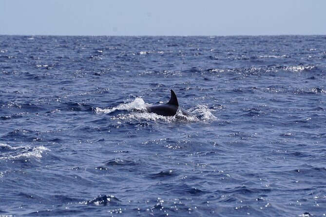 Small Group Dolphin Sunset Tour on Electric Sailing Boat Denia