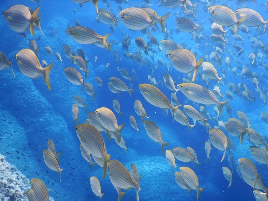 Snorkelling & Marine Biology Experience in the Cinque Terre