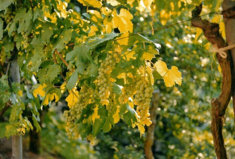 Sorrento: Lemon, Olive Oil and Wine Tasting Tour with Lunch