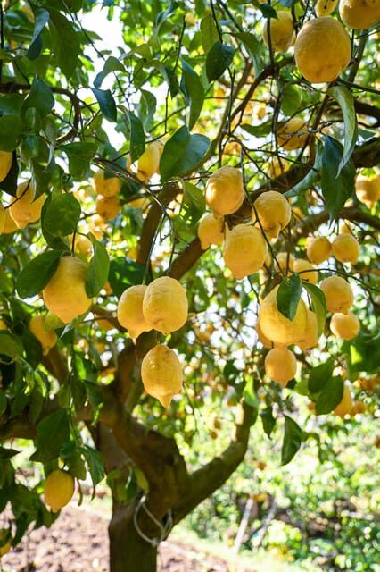 Sorrento: Lemons grove&cheese show with local food tasting - The Practicalities