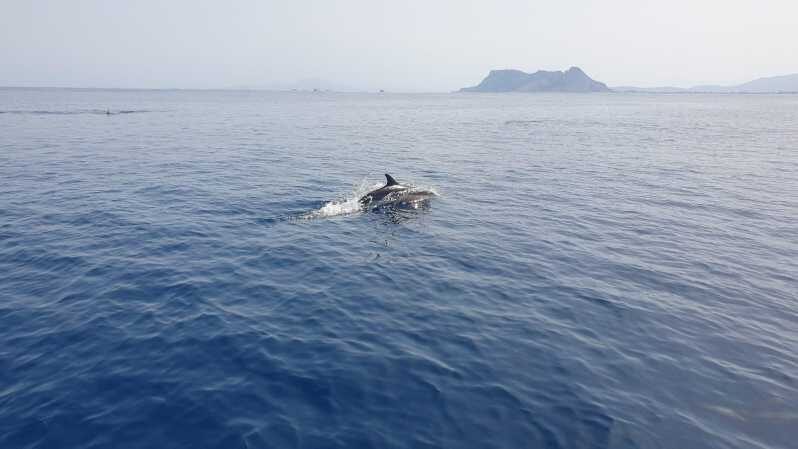 Sotogrande: Dolphin watching experience with expert crew