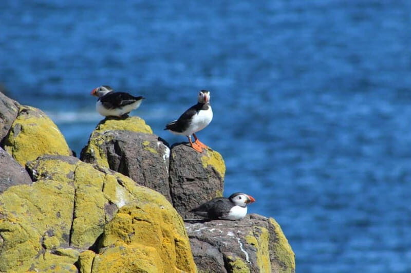 South Queensferry: Birdwatching Cruise with RSPB Guide