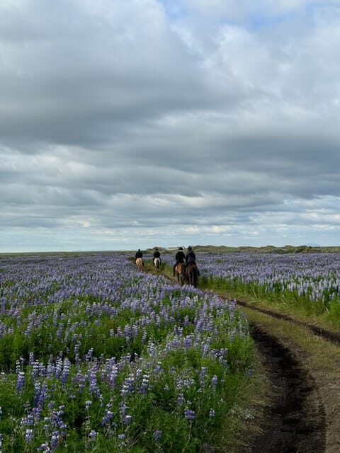 southern Iceland: Black beach riding tour