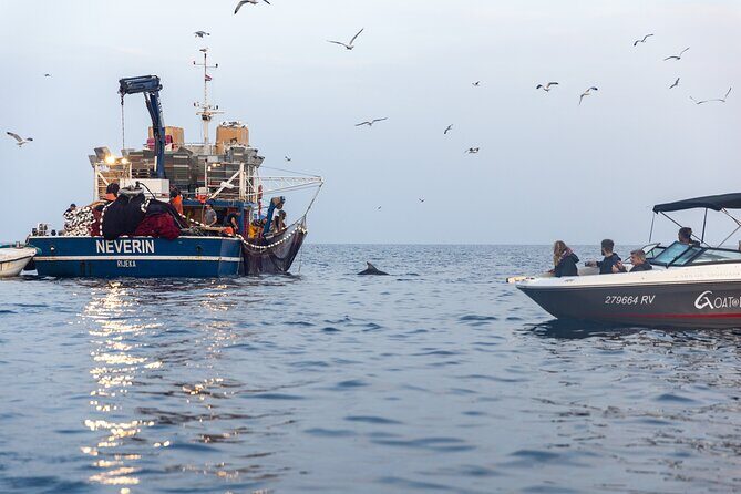 Sunrise Dolphins & Fishermen at Work speedboat tour in Rovinj