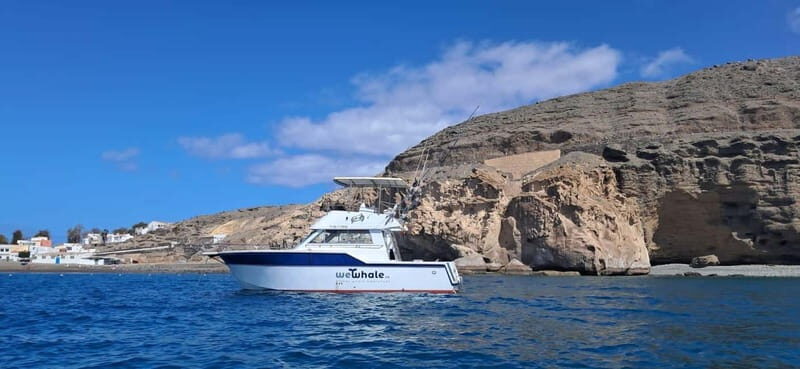 Sunset Dolphin Watching Tour on Hybrid Boat in Small Group