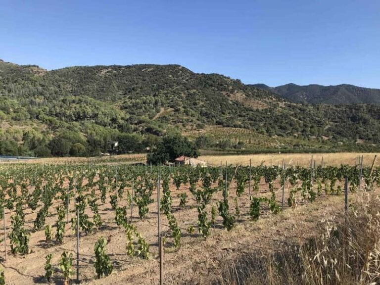 tasting wines in the vineyards with hotel pickup hotel - What You Can Expect During the Tour