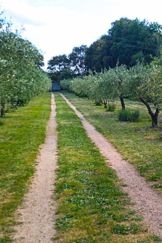 Tempio Pausania: Visit a Distillates Workshop with Tasting