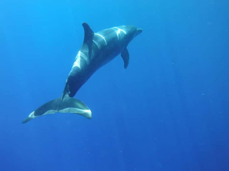 Tenerife: Kayak & Snorkel with Turtles & Dolphins w/Photos