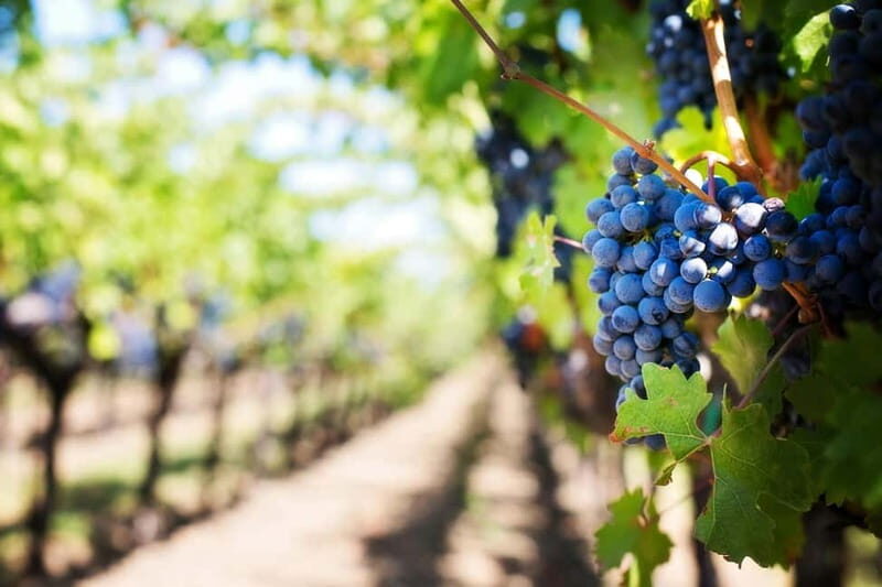 Tenimenti d'Alessandro - Visit the winery and wine tasting