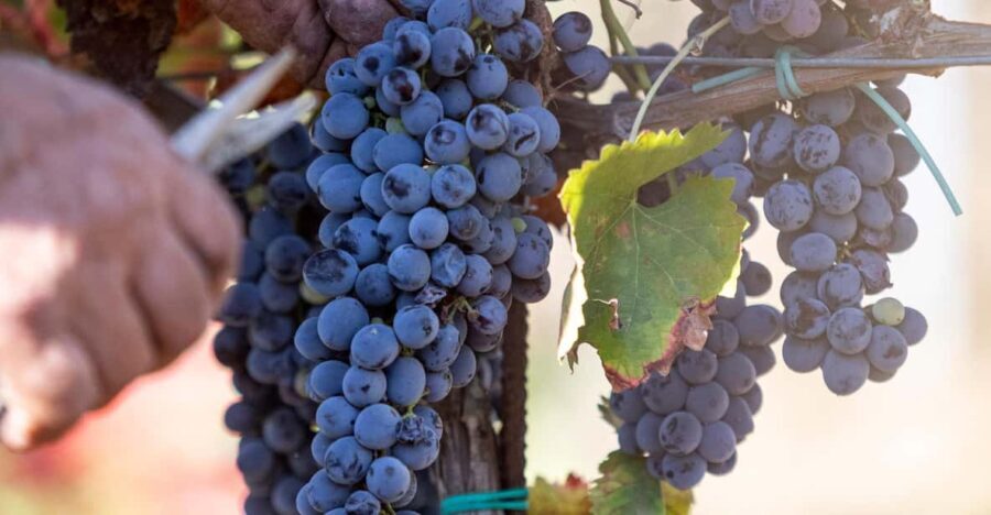 Tenuta Valle delle Ferle: Wine & food tasting in Caltagirone