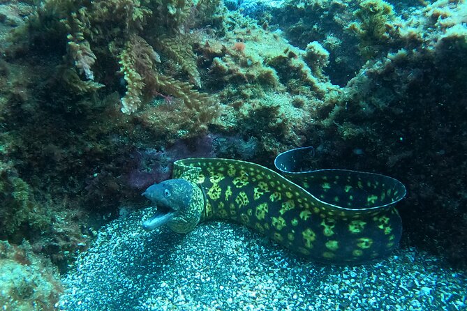 Terceira Azores: Scuba-Double dive Trip(certified Divers) - The Equipment and Safety