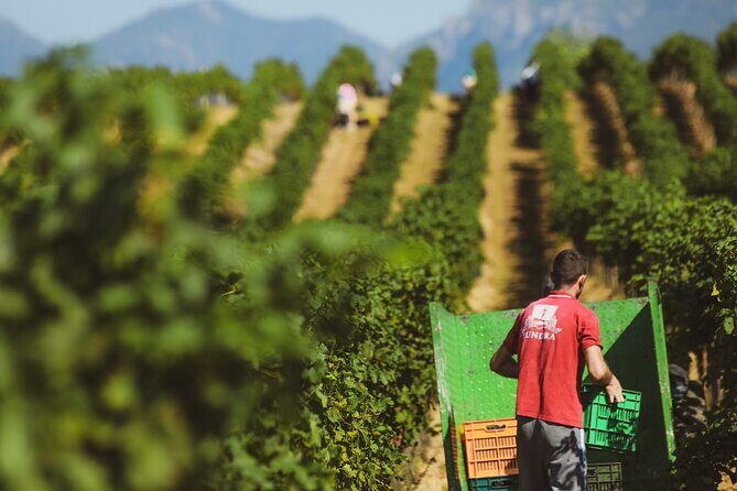 Tirana Lundra Winery Guided Tour with Wine Tasting