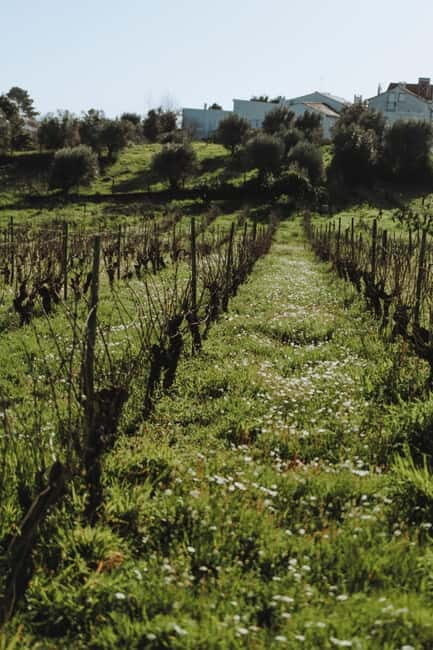 Tomar: Wine Picnic for Two