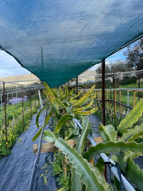 Traditional Olive Grove and Dragon Fruit Farm Tour