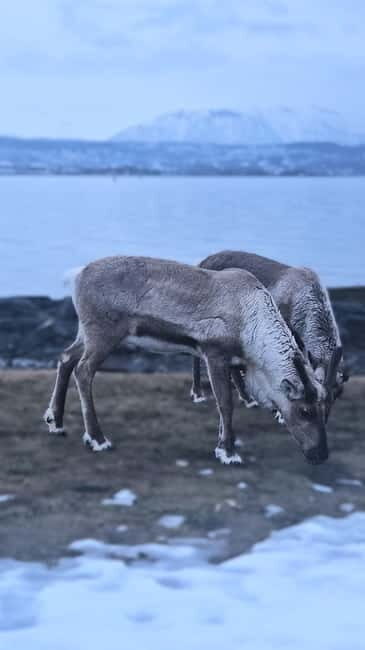 Tromsø: Sommarøy Islands, Kvaløya and Fjords Tour with lunch