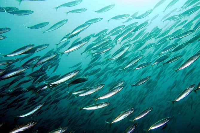 Try diving, breathing underwater Lisbon region