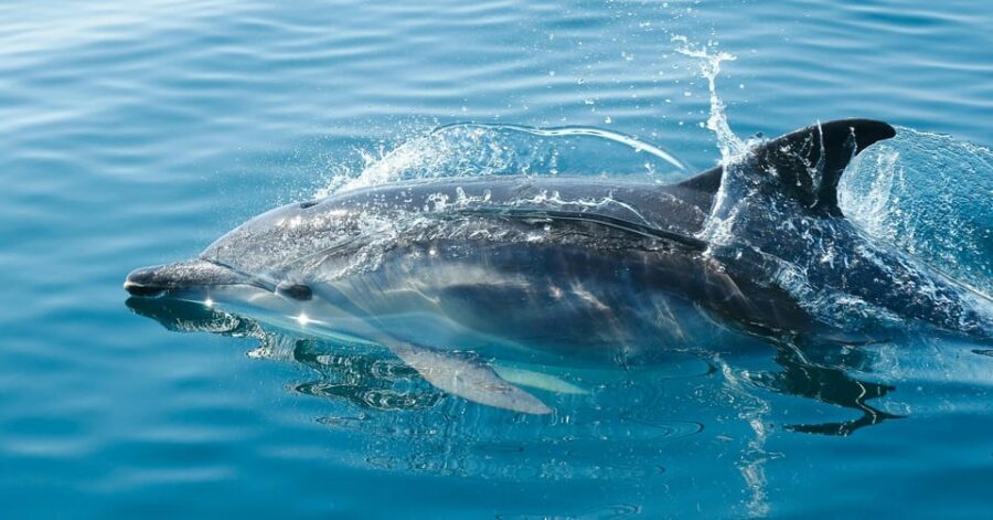 Vilamoura: Boat tour trough Algarve Coastline Highlights